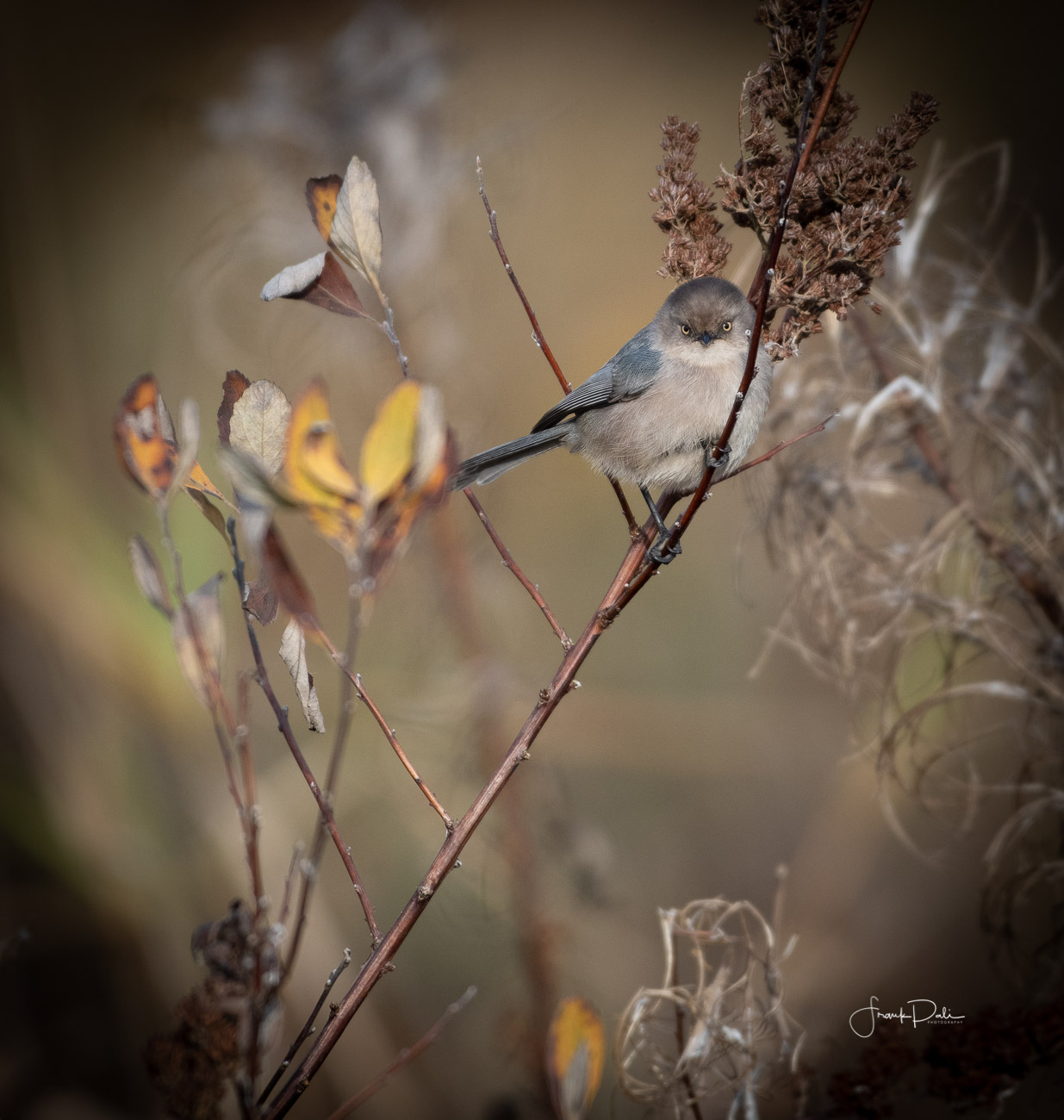 Coppers Hawk,Bushtit & The Great Blue Heron | Frank Pali Photography